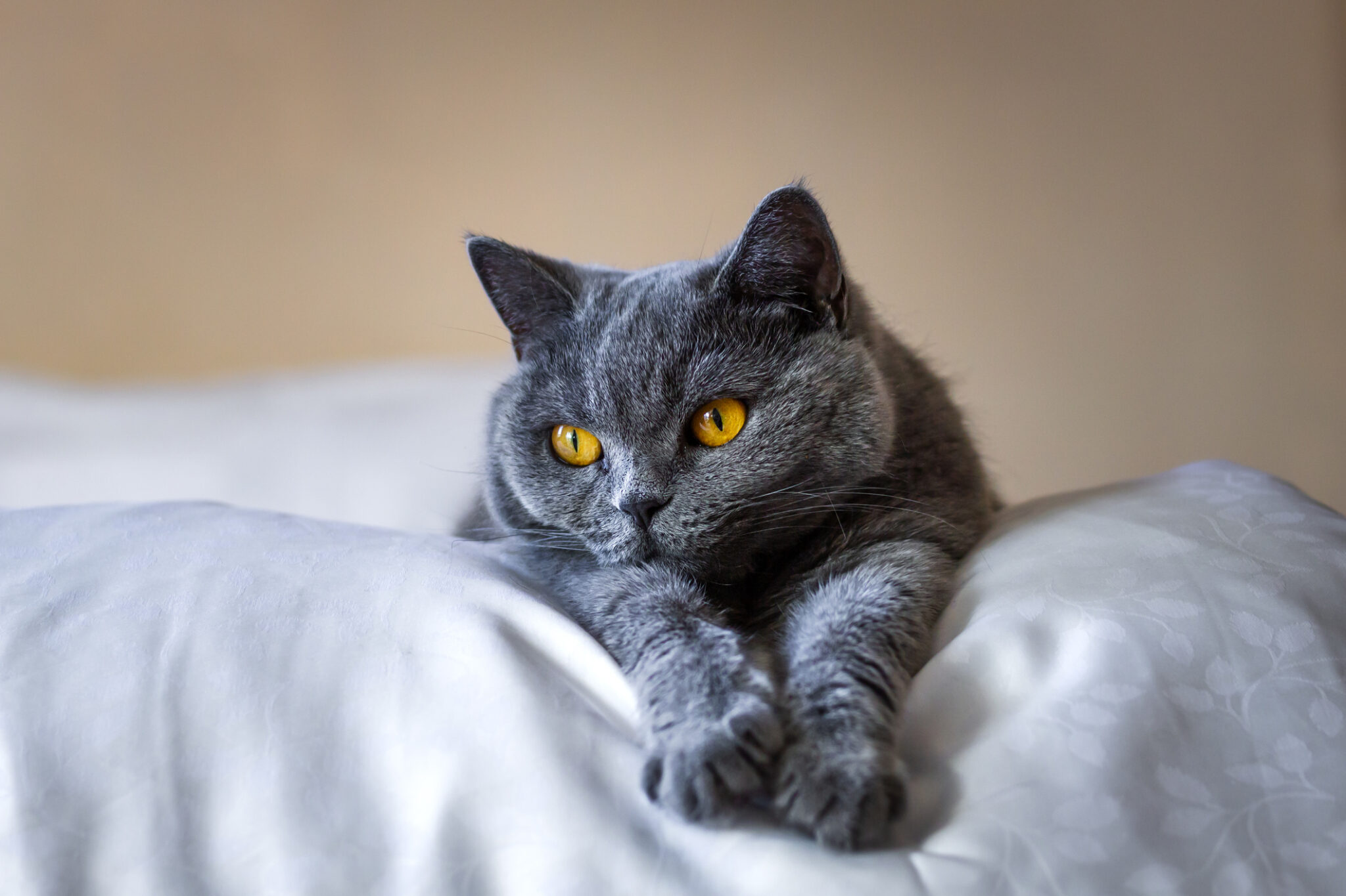 14 ways to communicate with your pets using astrology - MediaFeed
