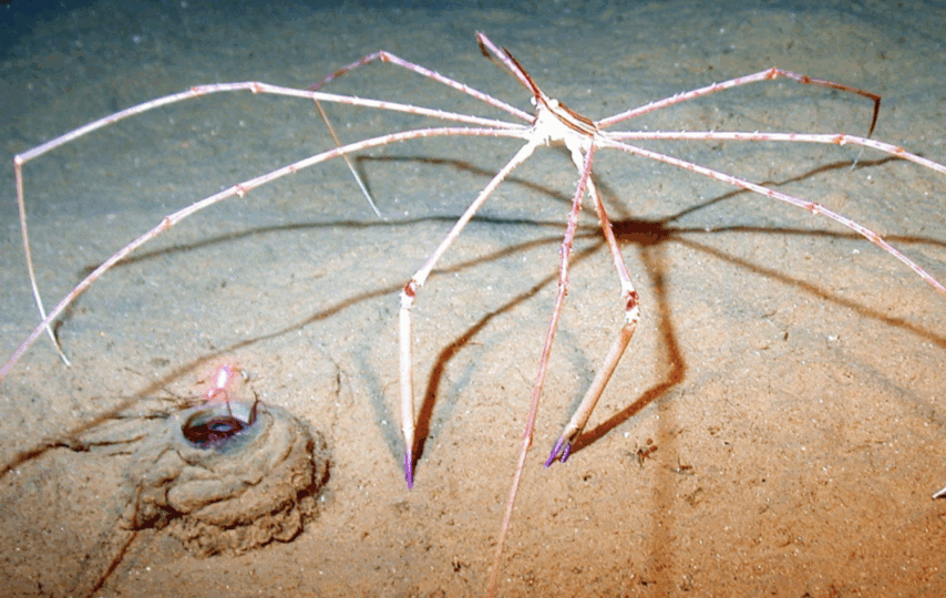Photos of underwater life that will give you the shivers - MediaFeed