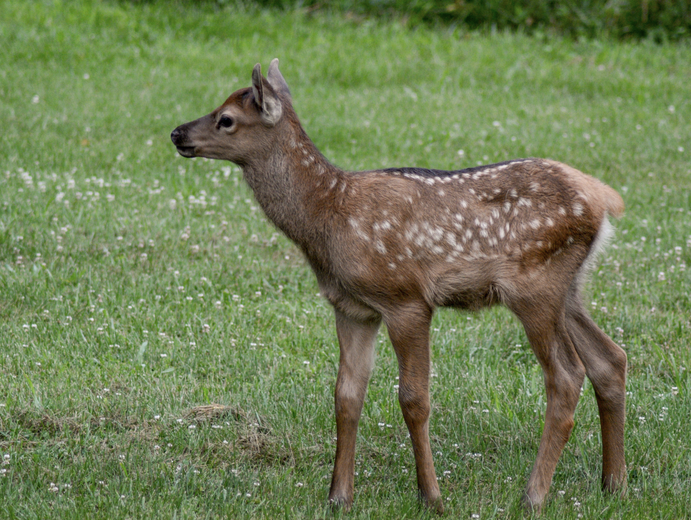 Paw-sitive vibes: Meet the cute & cuddly critters of the Smoky ...